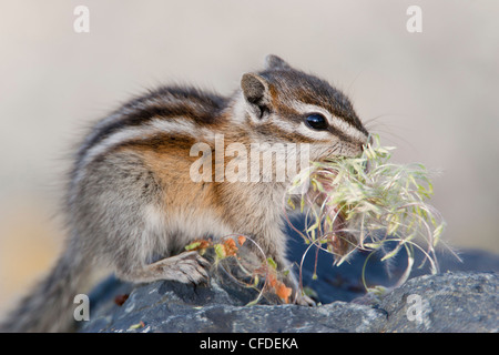 Chipmunk close-up profile side view displaying brown fur, body, in its ...