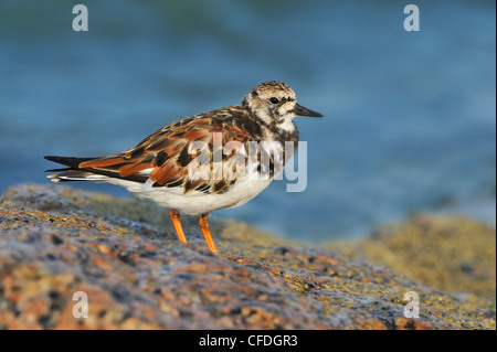 The close-up view of a ruddy turnstone searching for food in the mud ...