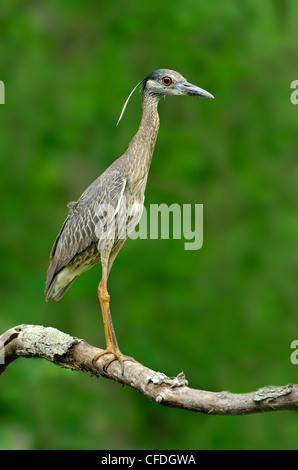 Closeup of a green night heron perched on plants floating in the water ...
