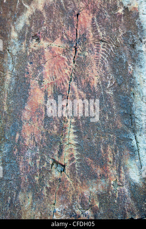 Fossils, Mistaken Point Ecological Reserve, Avalon Peninsula ...