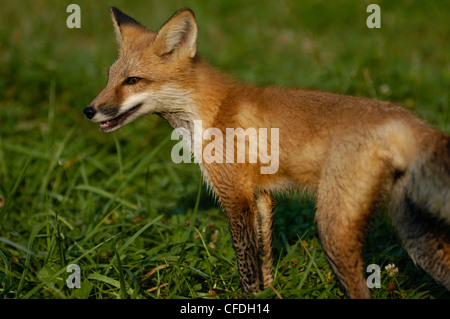red fox in field Ohio hunting Stock Photo - Alamy