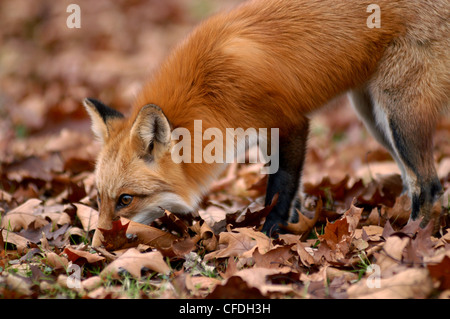 red fox in fall leaves Ohio Stock Photo - Alamy