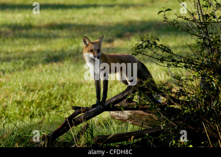 red fox in field Ohio hunting Stock Photo - Alamy