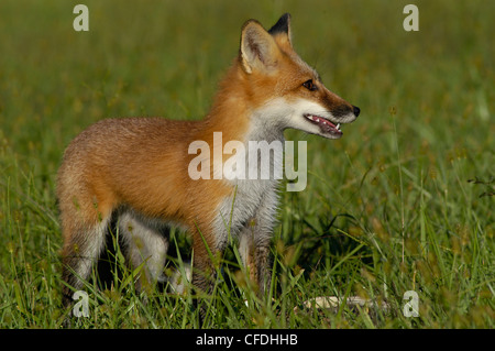 red fox in field Ohio hunting Stock Photo - Alamy