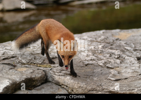 red fox hunting in creek Ohio Stock Photo - Alamy