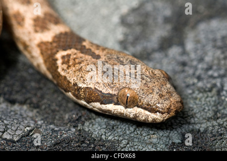 Night snake (Hypsiglena torquata), Okanagan Valley, southern British ...