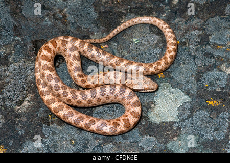 Night snake (Hypsiglena torquata), Okanagan Valley, southern British ...