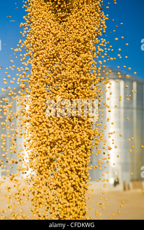 Loading soybeans from grain storage bins, near Lorette, Manitoba ...