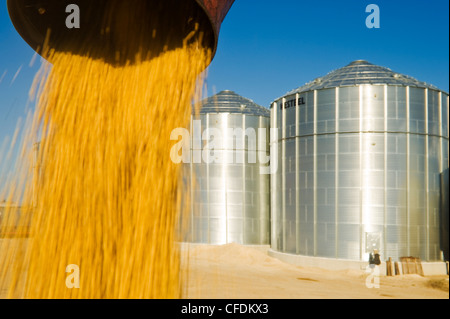 Loading soybeans from grain storage bins, near Lorette, Manitoba ...