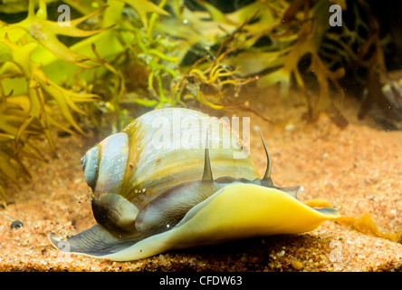 The shell of an Atlantic "Moon Snail" Neverita duplicata also known as ...