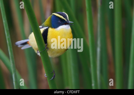 Many-colored Rush-Tyrant (Tachuris rubrigastra) perched in the reeds ...