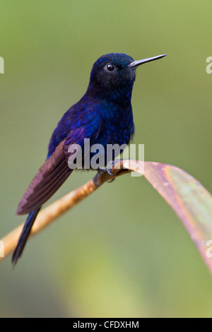 Royal Sunangel (Heliangelus regalis) perched on a branch in Peru Stock ...