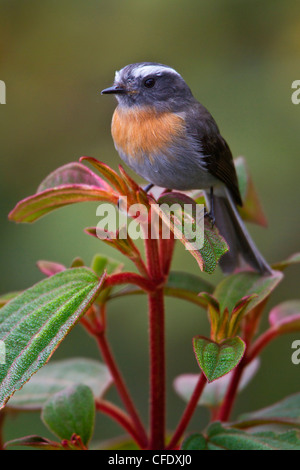 Rufous-breasted Chat-Tyrant (Ochthoeca rufipectoralis) perched on a ...