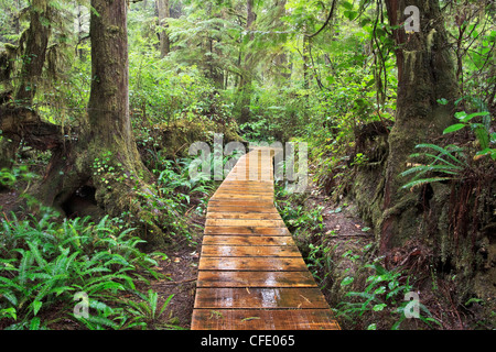 Boardwalk, Rainforest Trail, Pacific Rim National Park, Vancouver ...
