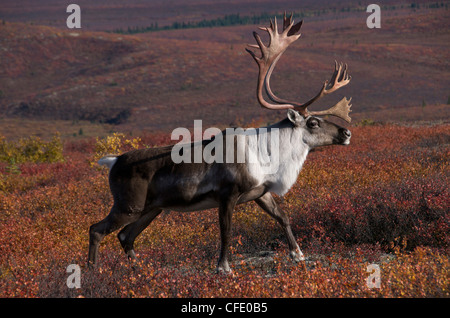 Profile of a bull Caribou walking in grass on a sunny day at Alaska ...