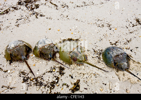 Horseshoe crabs (Limulus polyphemus) ashore to breed, clustering around ...
