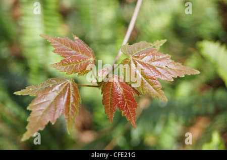 Red maple leaves Stock Photo - Alamy