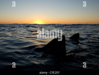 Lemon Shark Fins at Sunrise Stock Photo - Alamy