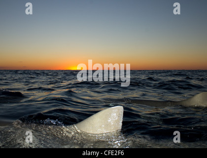 Lemon Shark Fins at Sunrise Stock Photo - Alamy