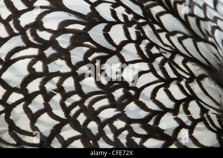 Wyandotte Silver Laced - feather detail Domestic chicken breed Essex ...