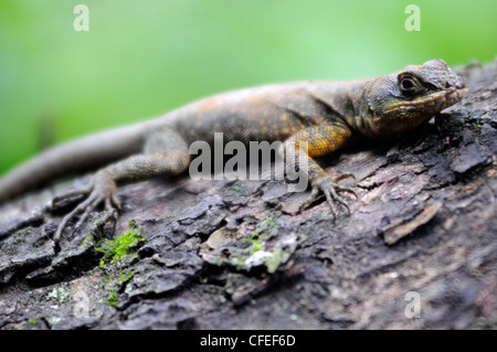South American lizard (liolaemus lemniscatus). Iguazu National Park ...