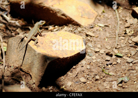 South American lizard (liolaemus lemniscatus). Iguazu National Park ...