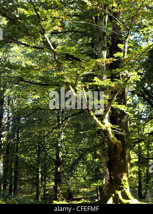 Urbasa beech forest in autumn in Navarra, Spain Stock Photo - Alamy