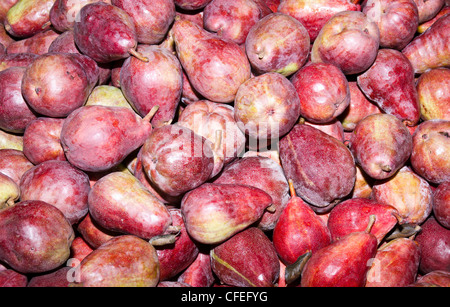 Freshly harvested colorful red bartlett pears on display at the farmers ...