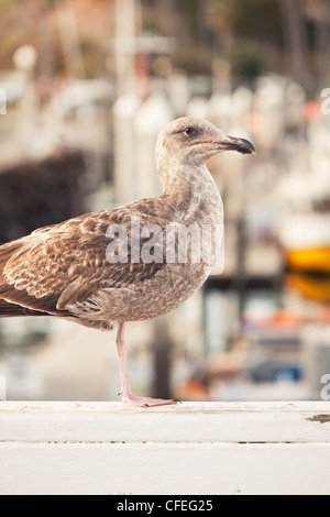 Close up of a sea gull at the Santa Barbara harbor Stock Photo - Alamy