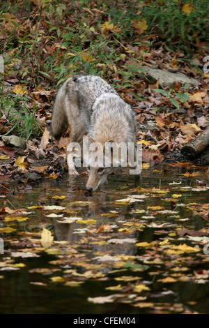 Coyote drinking in fall leaf creek Ohio Stock Photo - Alamy