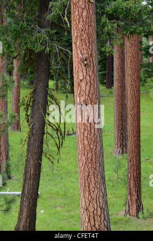 Old growth Ponderosa pine forest in Central Oregon Stock Photo - Alamy