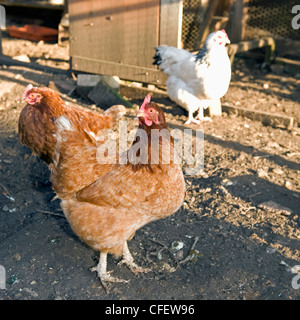 Backyard Chickens Hybrid Breeds Stock Photo - Alamy