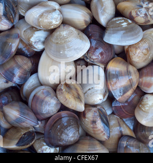Shellfish enamel venus shell Seafood Clams on ice bucket in the ...