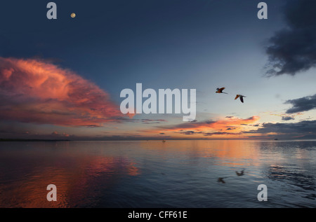 Macaw parrots flying over the Amazon River at sunset, Amazon River ...