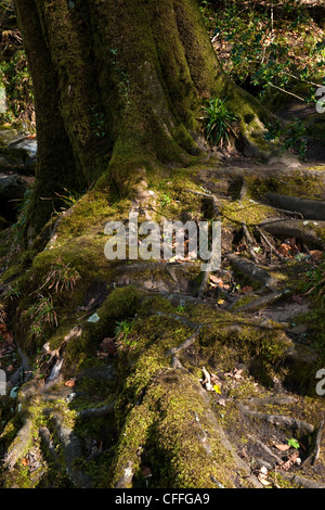 A vertical shot of moss-covered tree trunk in a tropical forest on the ...