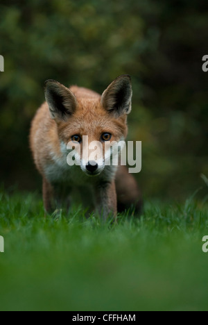 Fox vixen stalking prey in grass Stock Photo - Alamy