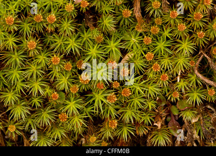 Male plants of a Hair moss, Polytrichum formosum at reproductive stage ...