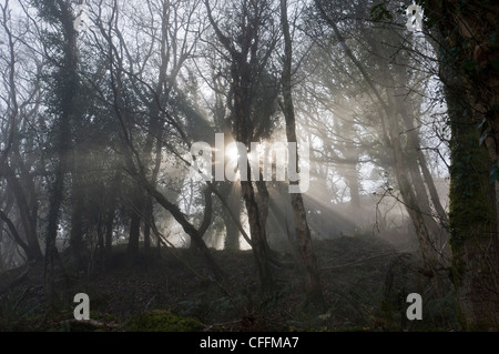 Misty morning through the oaks of Yearnor Wood, Culbone, Exmoor Stock ...