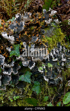 Fertile lichen - Peltigera horizontalis - growing among moss on old ...