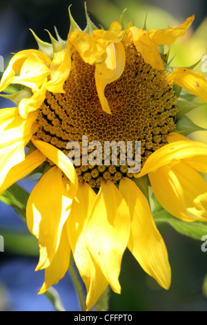 DECAYING SUNFLOWER PLANT WITH FOLDED PETALS BDA Stock Photo - Alamy