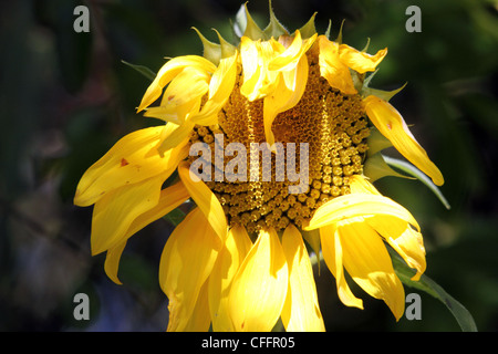 DECAYING SUNFLOWER PLANT WITH FOLDED PETALS BDA Stock Photo - Alamy