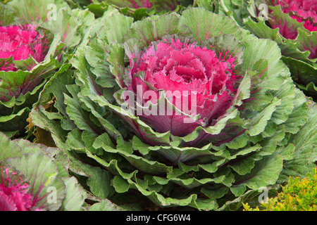 Ornamental cabbage 'Purple Pigeon' Stock Photo - Alamy