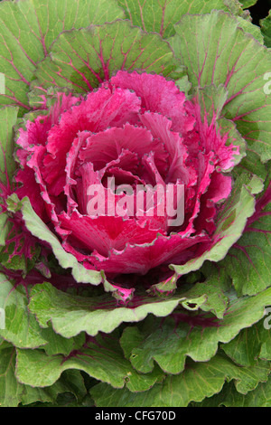 Ornamental cabbage 'Purple Pigeon' Stock Photo - Alamy