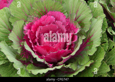 Ornamental cabbage 'Purple Pigeon' Stock Photo - Alamy