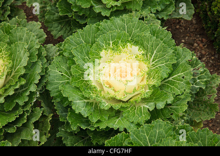 Ornamental cabbage 'Pigeon White' (Brassica oleracea 'Pigeon White ...