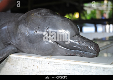 A pink river dolphin, dead from wounds sustained during poaching Stock ...