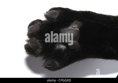 cat paw. white paws underside from kitty Stock Photo - Alamy