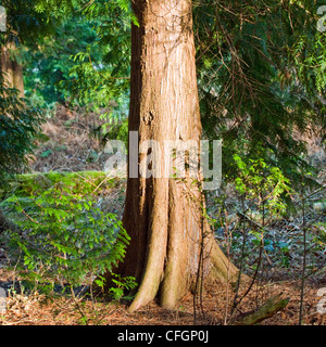 Horsepasture Pool Beaudesert Old Park Cannock Chase AONB (area of ...
