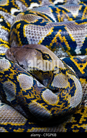 Reticulated Python (Python reticulatus) adult, close-up of head ...