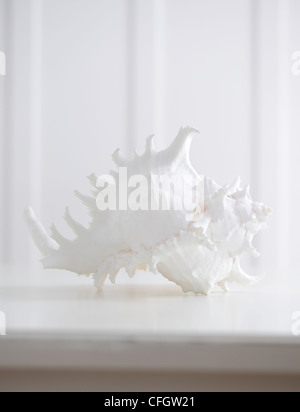 Shell: Coastal Still Life Stock Photo - Alamy